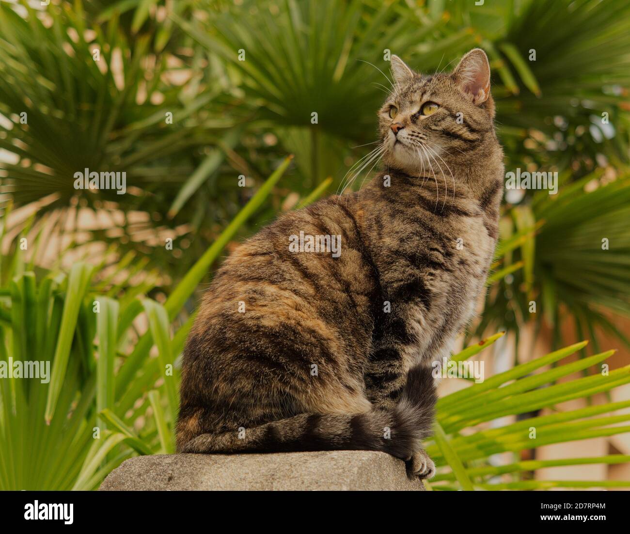 Sweet cat hi-res stock photography and images - Alamy