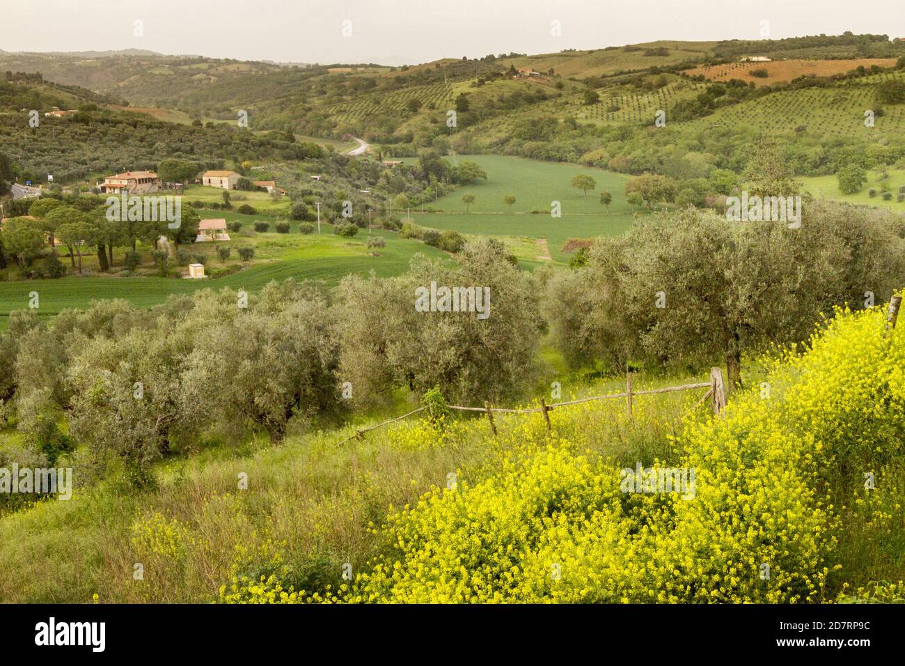 Agricultural field full of foliage trees Stock Photo - Alamy