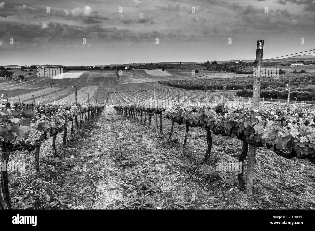 Grayscale shot of an agricultural field Stock Photo - Alamy