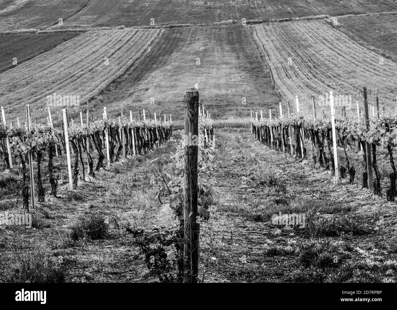 Agricultural shot Black and White Stock Photos & Images - Alamy