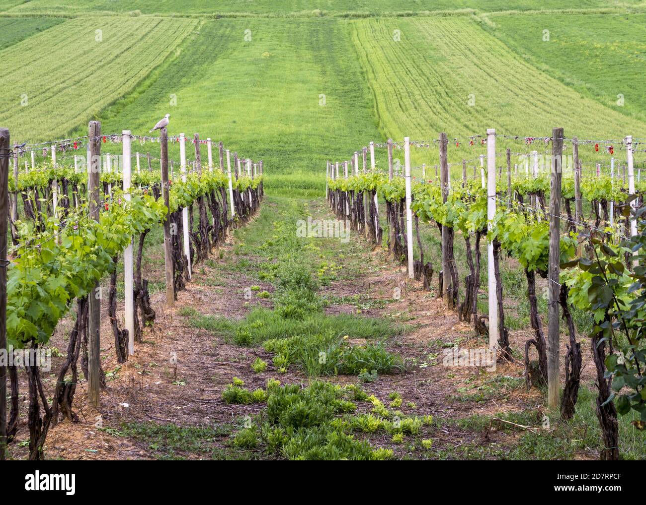 Beautiful rural agricultural field Stock Photo - Alamy