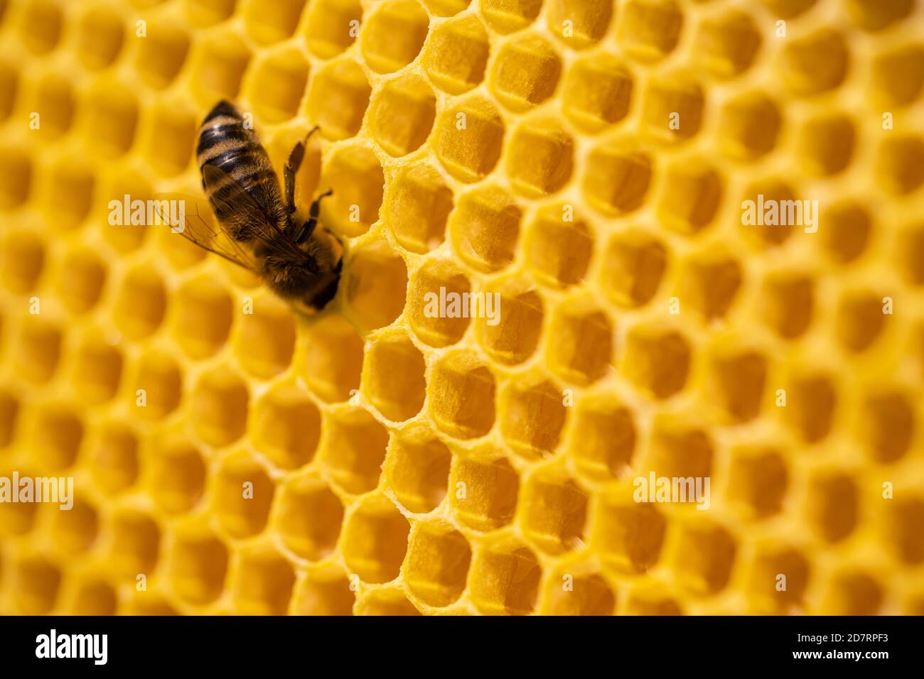 Worker bee processes pollen and pumps honey into comb. Apiary. Life of ...