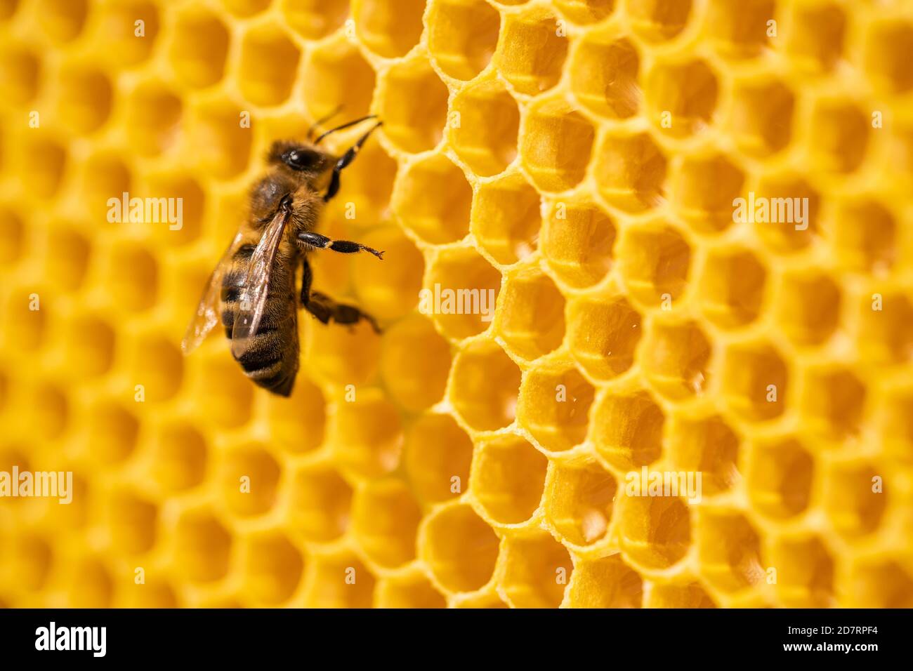 Worker bee processes pollen and pumps honey into comb. Apiary. Life of ...