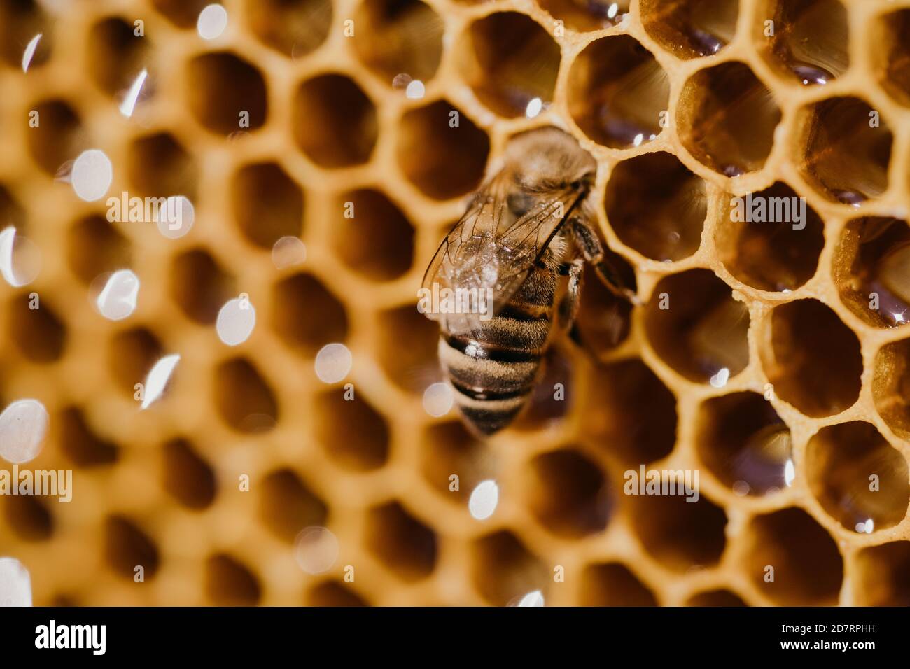 Worker bee processes pollen and pumps honey into comb. Apiary. Life of ...