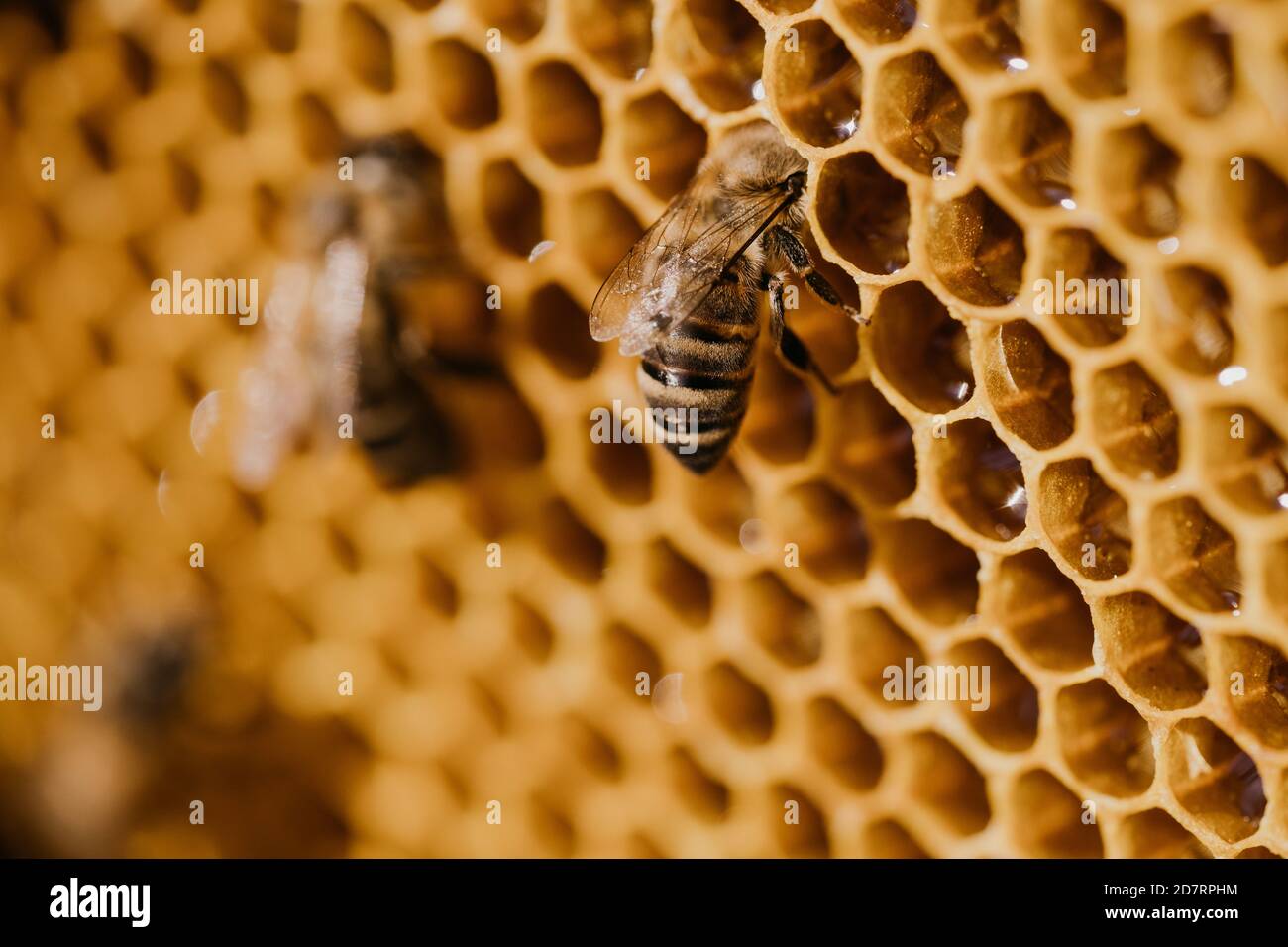 Bees family working on honeycomb in apiary. Life of apis mellifera in ...