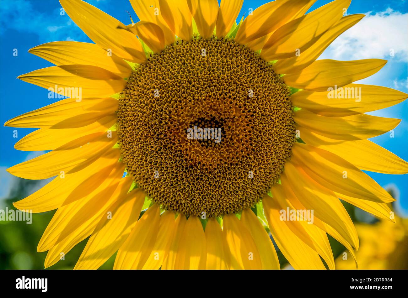 Close up of sunflower hi-res stock photography and images - Alamy
