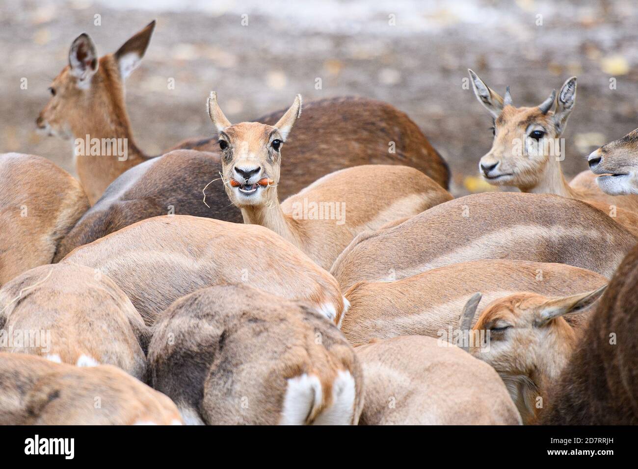 Hamburg zoos animals hi-res stock photography and images - Alamy