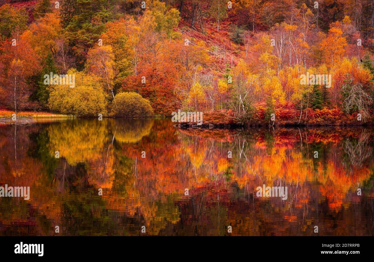 Autumn in Lake District.Colourful trees reflecting in calm water ...