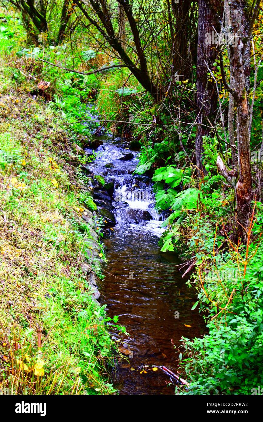 little stream with fallen leaves Stock Photo - Alamy
