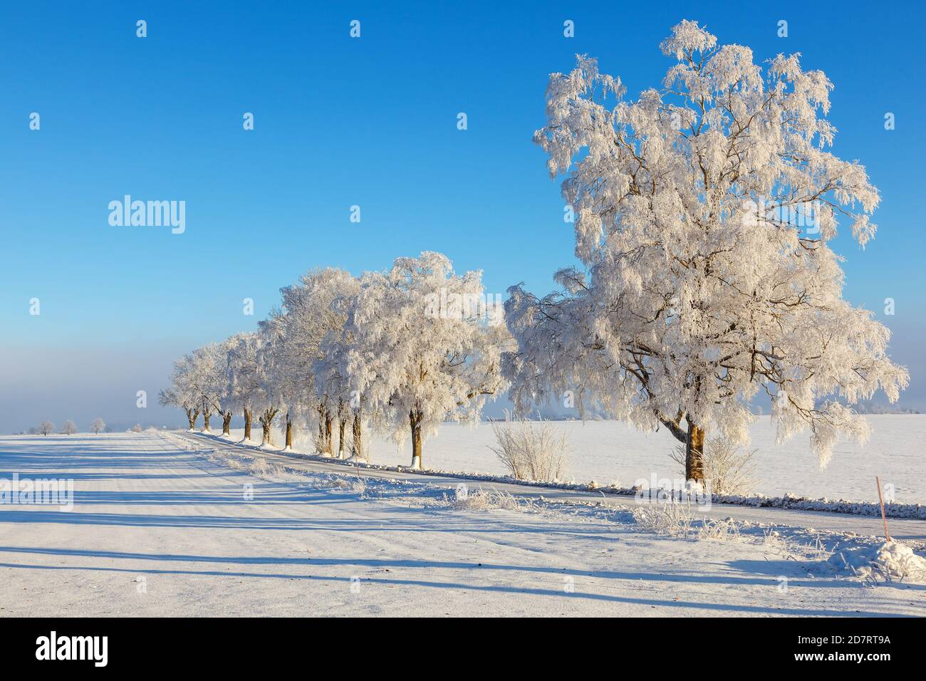 Country road with a treeline in a beautiful winter landscape Stock ...