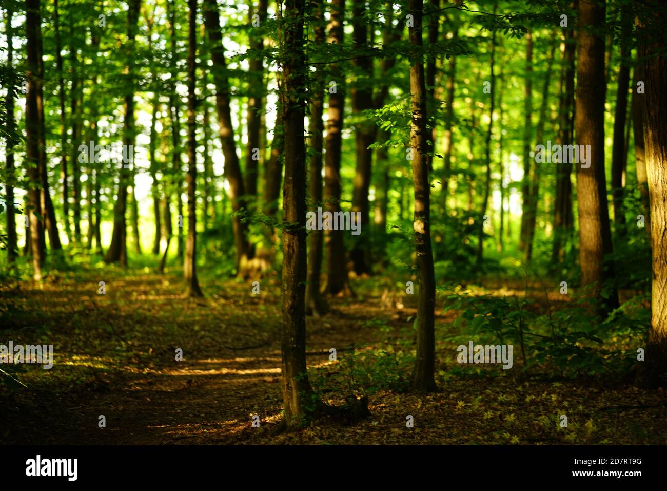 Beautiful tall trees in the forest Stock Photo - Alamy