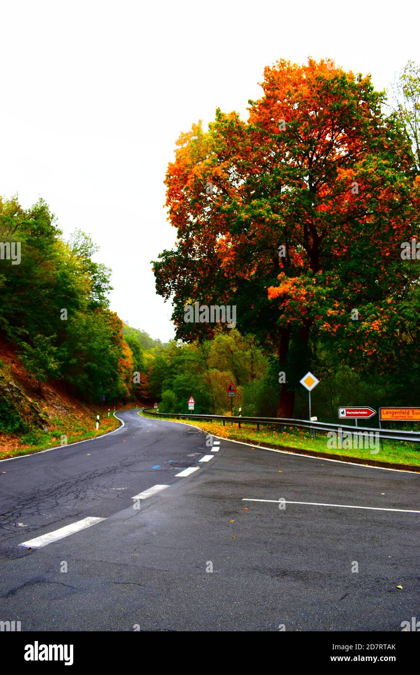 autumn trees at the roadside Stock Photo - Alamy