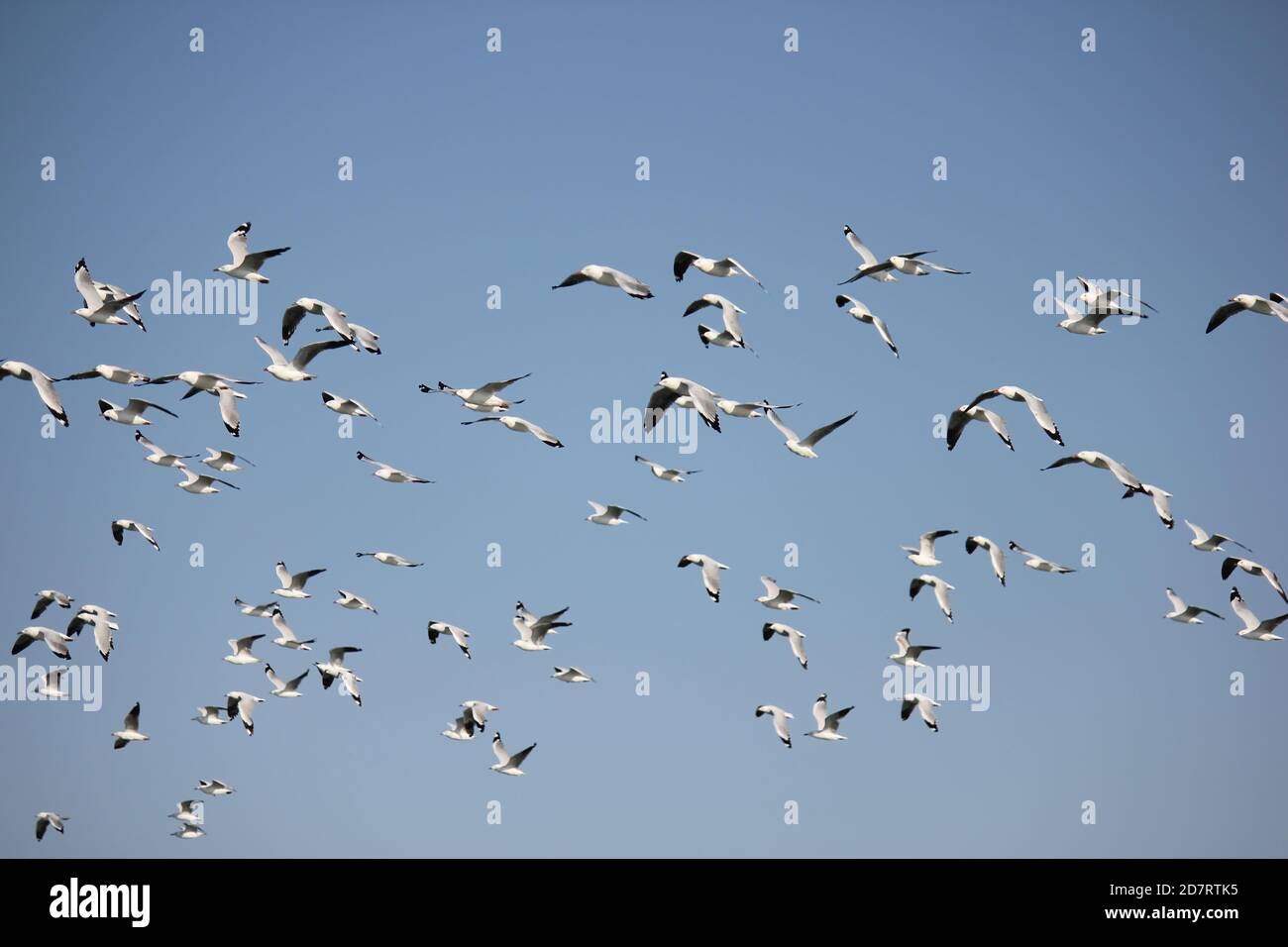 Group of Silver Gull flying Stock Photo - Alamy