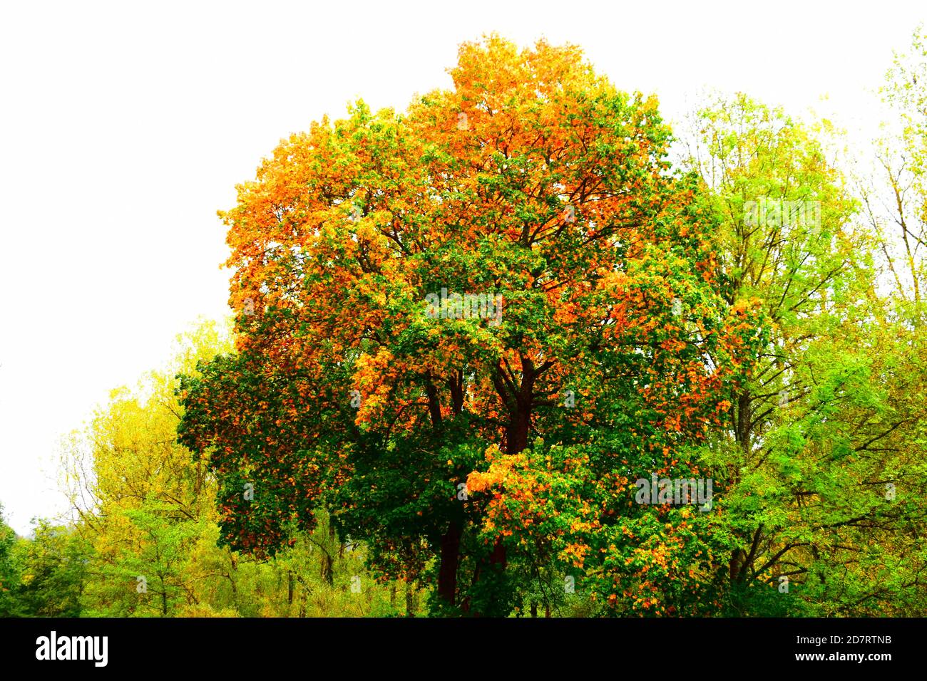 autumn trees at the roadside Stock Photo - Alamy