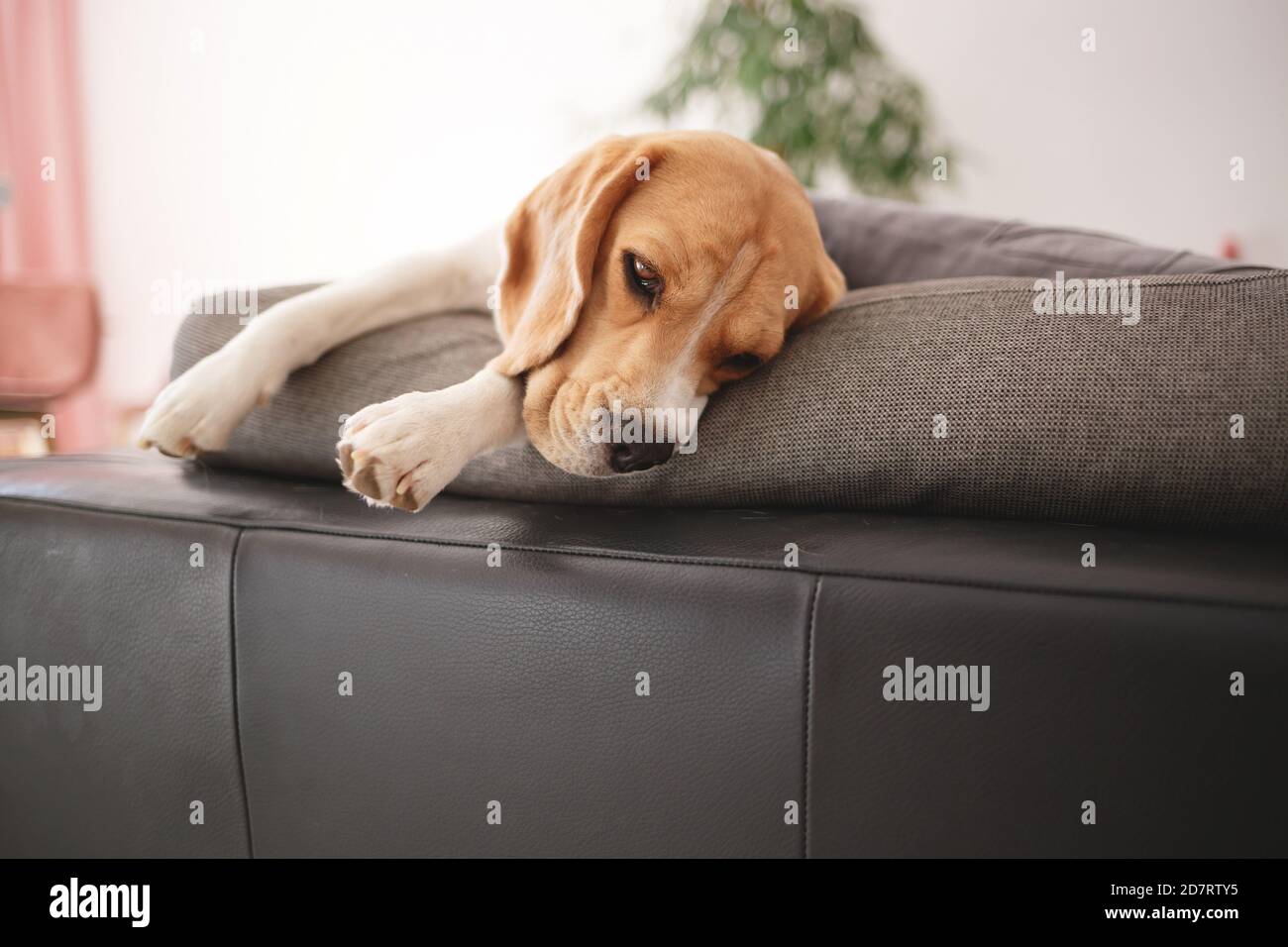 Sleepy beagle hi-res stock photography and images - Alamy