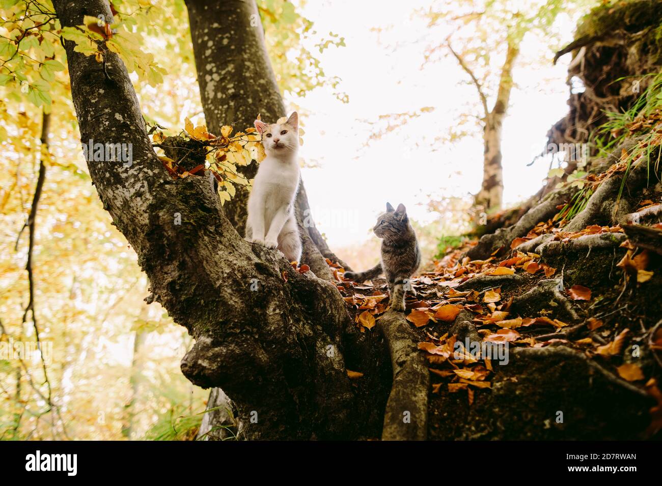 Cats walk hi-res stock photography and images - Alamy