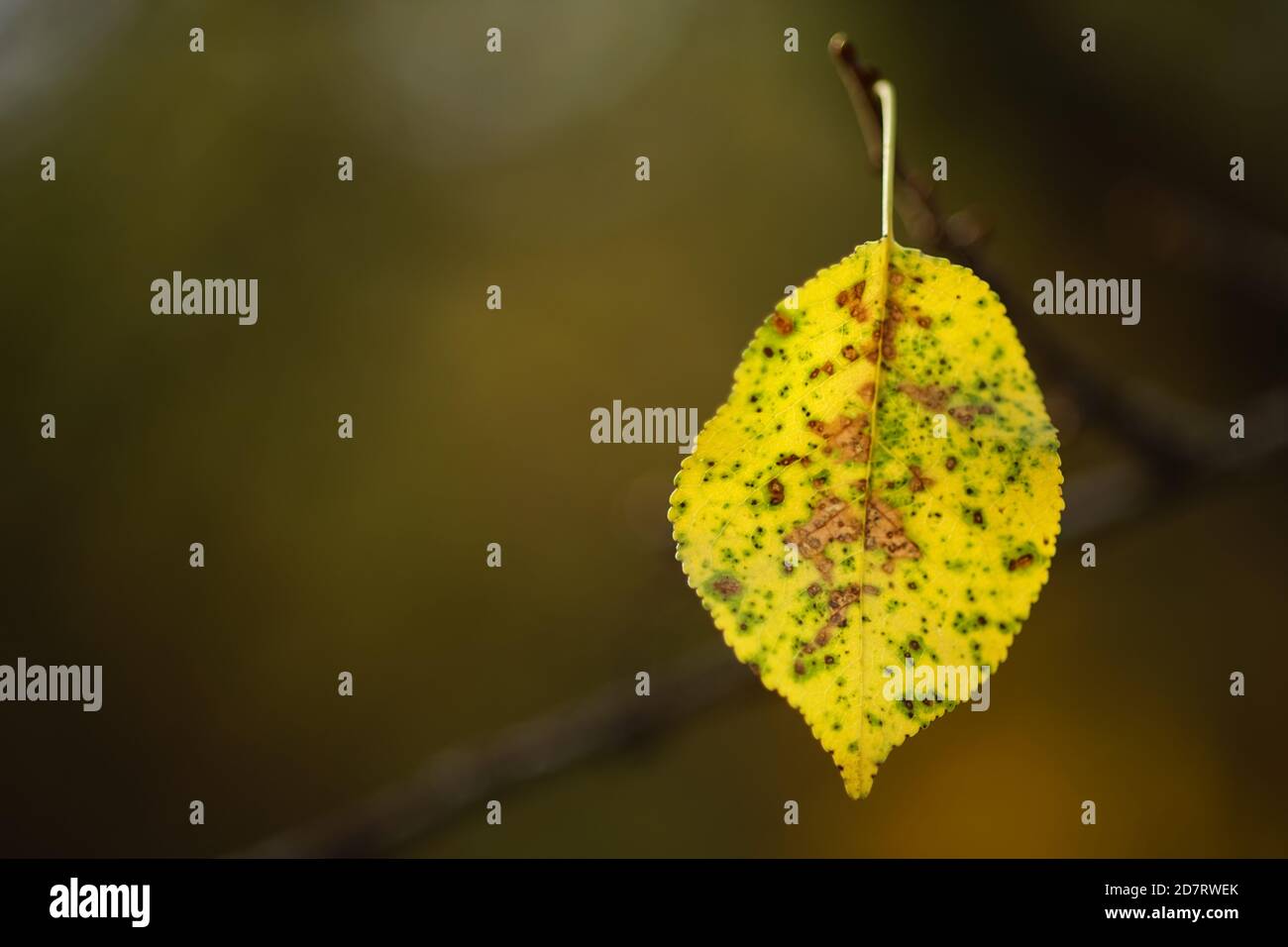 Autumn tree with small yellow spotted leaf in sunny forest Stock Photo ...