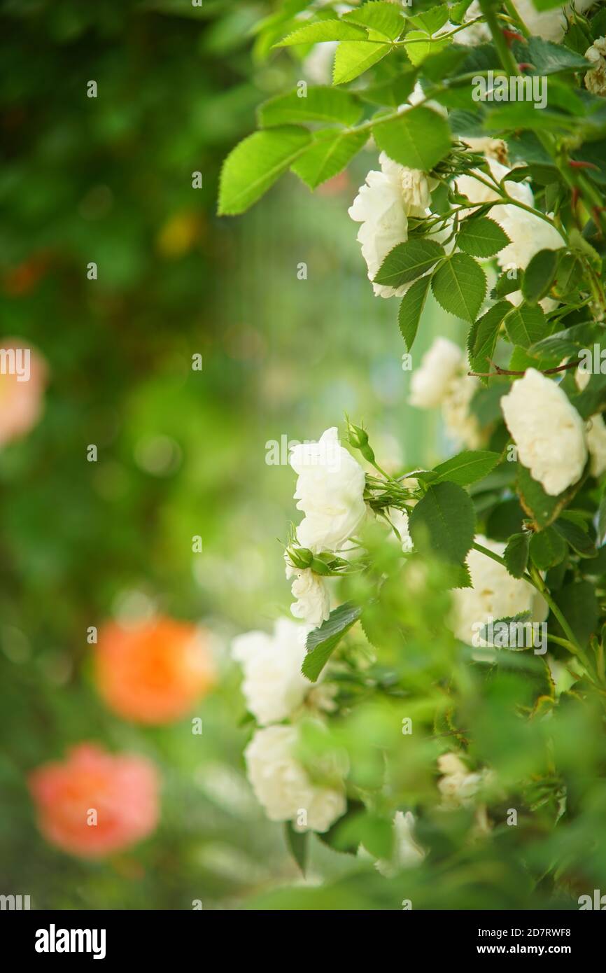 Vertical shot of white roses on the bushes Stock Photo - Alamy