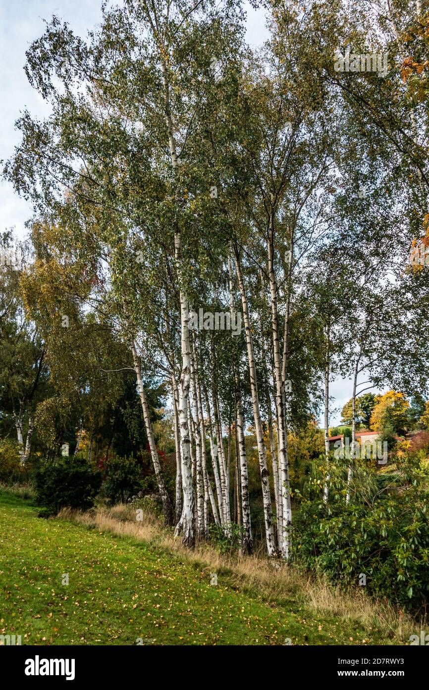 group of self-seeded Silver Birch trees in an English private garden ...