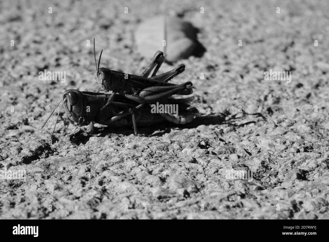 Light insects Black and White Stock Photos & Images - Alamy