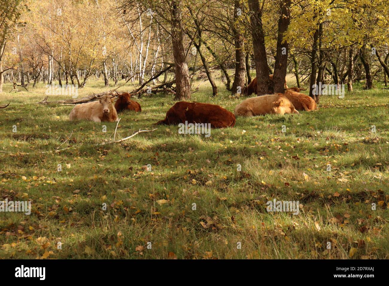 Cattle from Scotland in the forest Stock Photo - Alamy