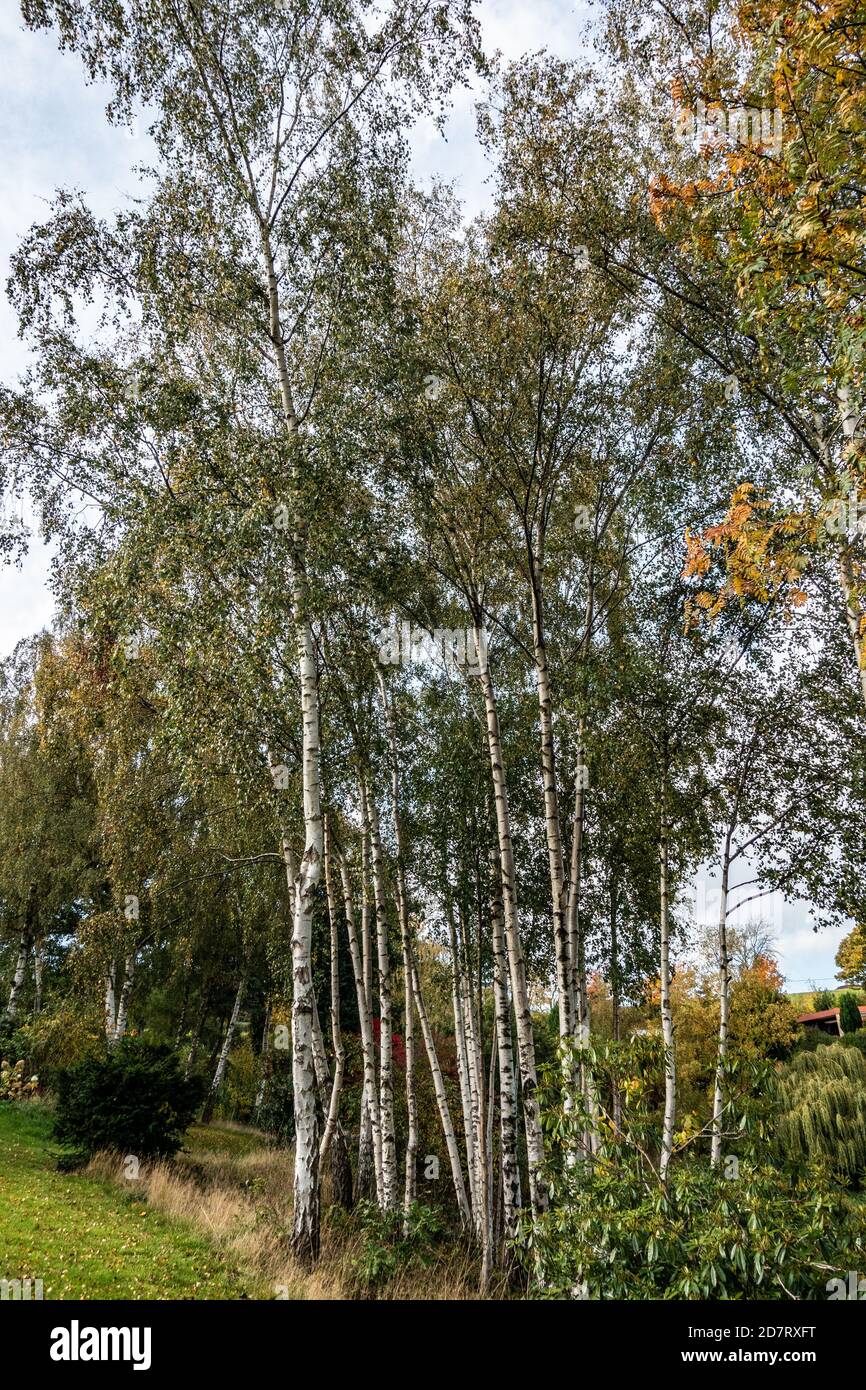 Birch Trees Garden Uk High Resolution Stock Photography and Images - Alamy
