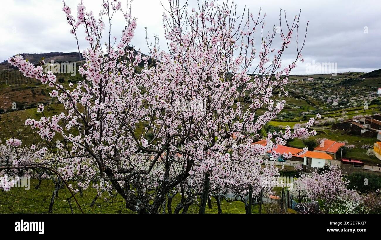 Almond Blossom in Northern Portugal Stock Photo - Alamy