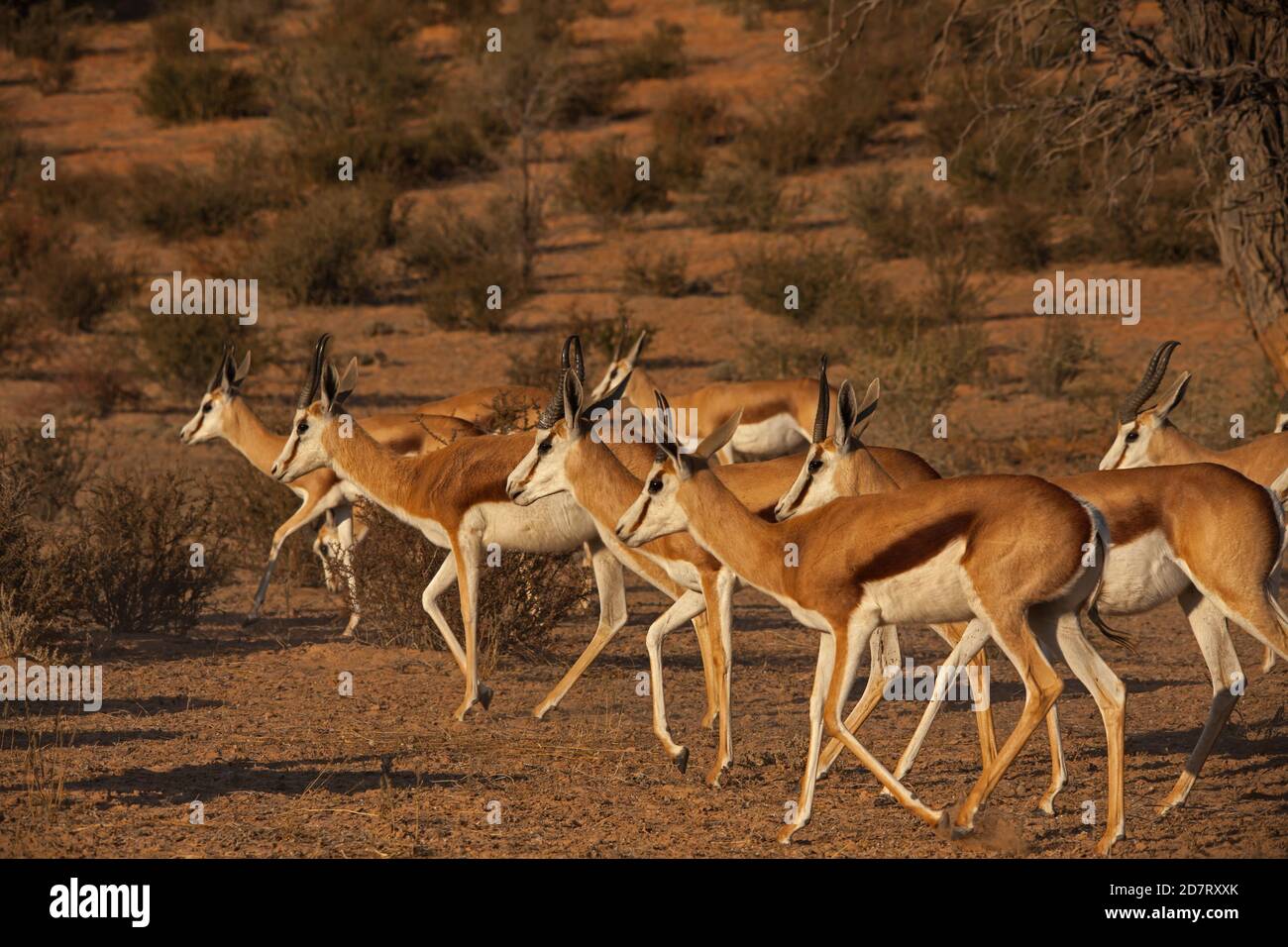 Herd of springbok on the move 4666 Stock Photo - Alamy