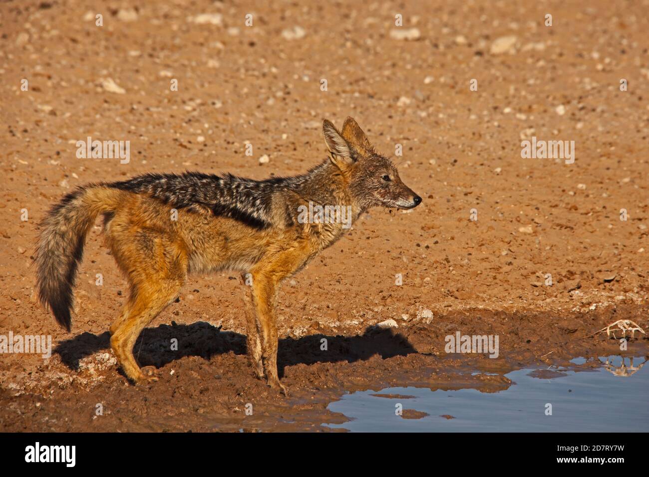Black backed jackal saddle backed jackal silver backed hi-res stock ...