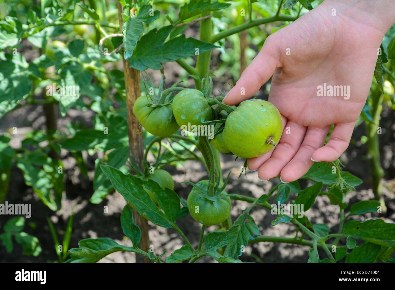 Tomato sprayed with Copper Sulfate this is prevention of phytophthora ...