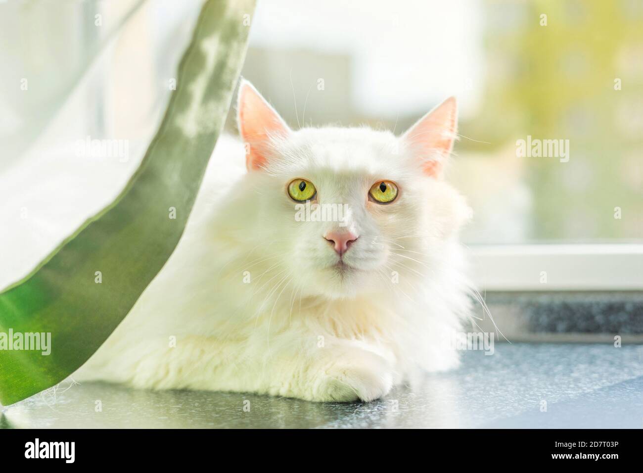 White Turkish Angora is a beautiful breed of a domestic cat Stock Photo ...