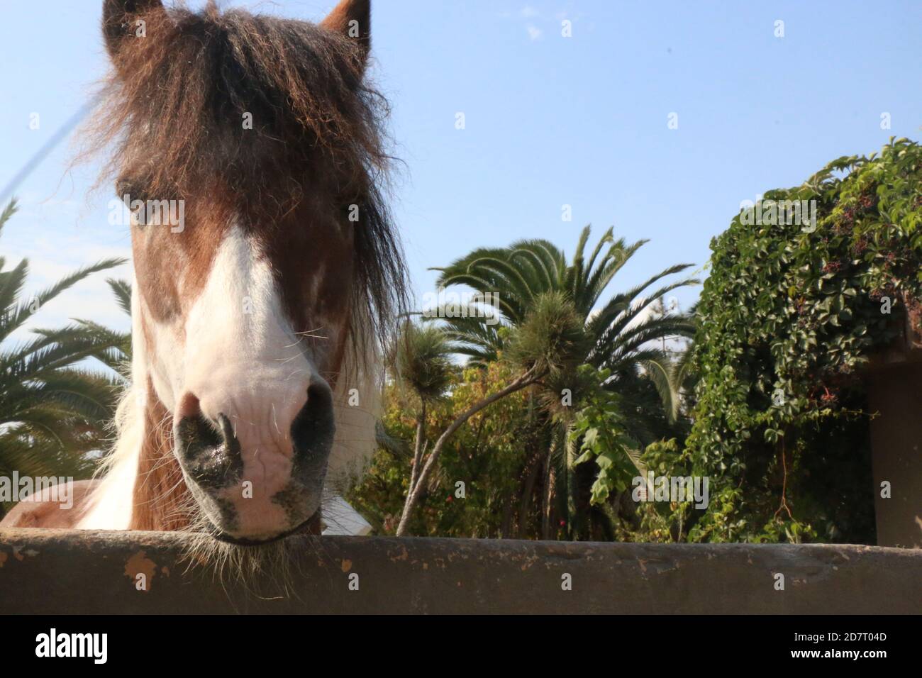 Horse in zoo Stock Photo - Alamy