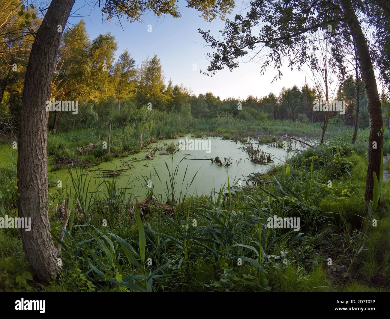 Beautiful swamp hi-res stock photography and images - Alamy