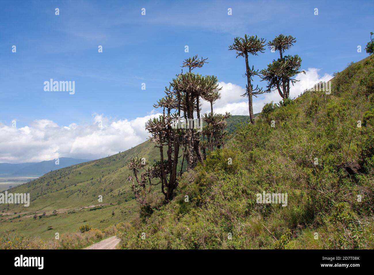 African savanna trees and grass hi-res stock photography and images - Alamy