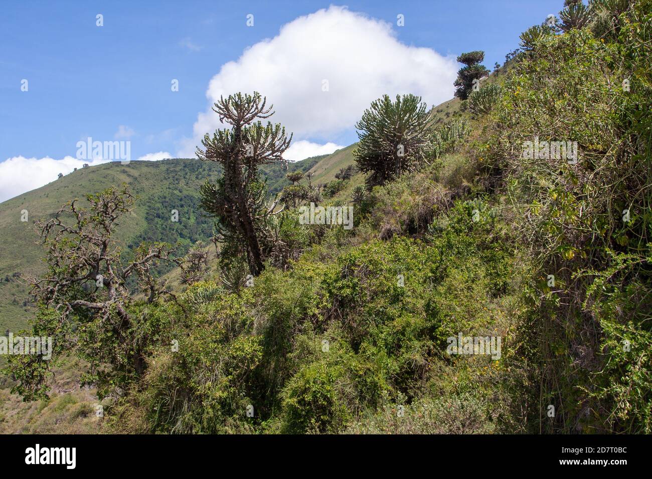 African safari landscape with trees and plants. Photographed in the ...