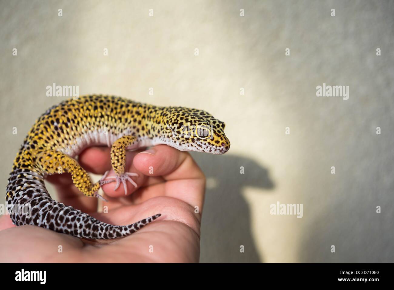 Eublepharis is cute leopard gecko sits on the hand Stock Photo - Alamy