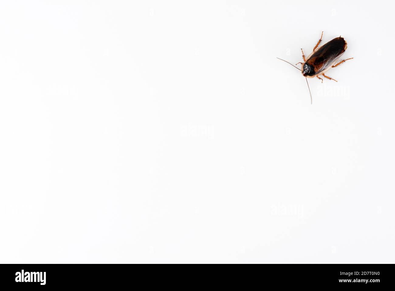 A big brown cockroach on a white background Stock Photo - Alamy