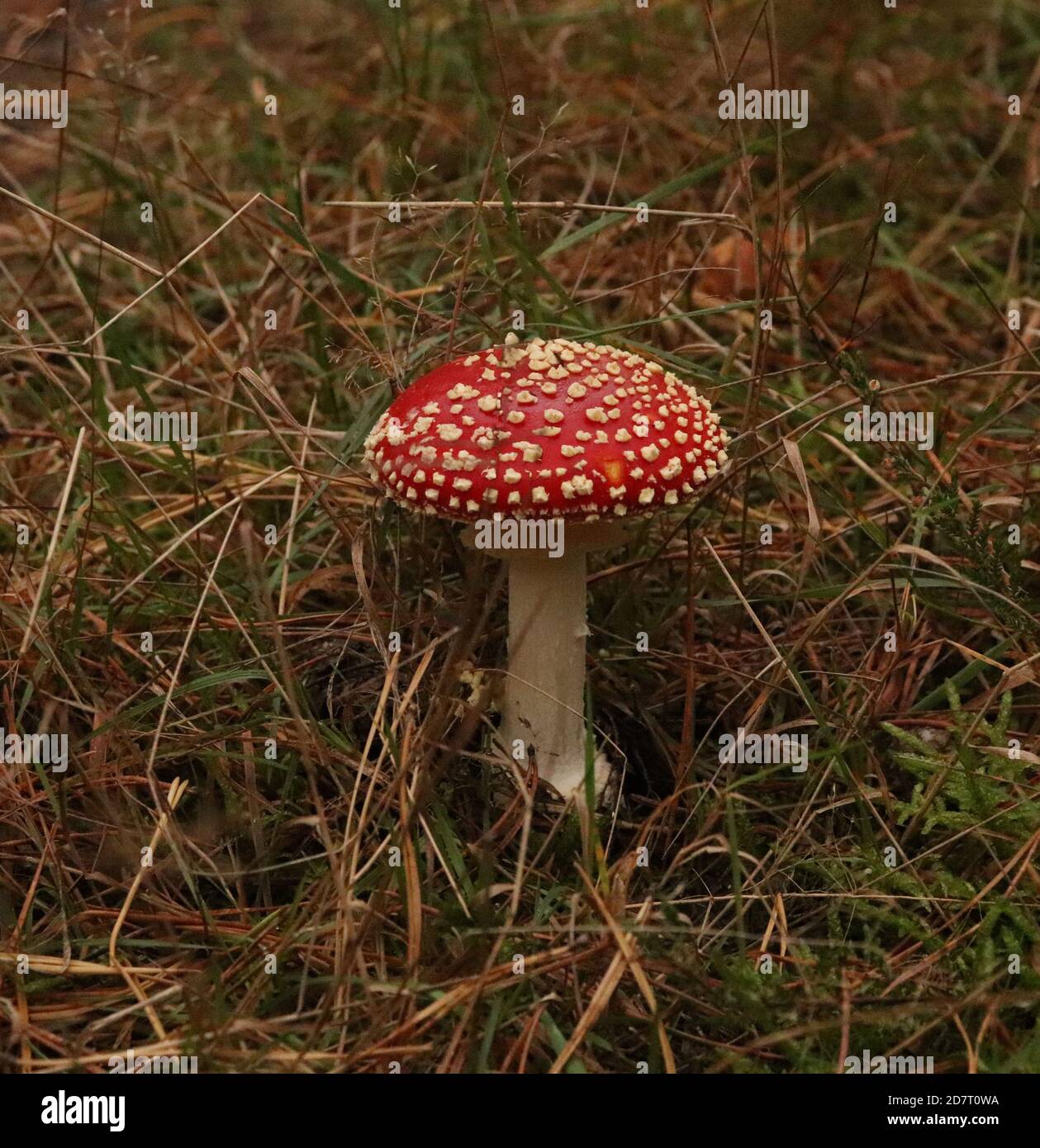 Close up detail of red and white spotted fly agaric mushroom Fly agaric ...