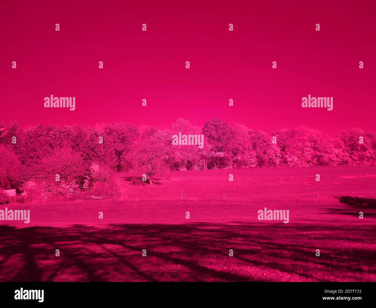 Infrared photo of trees in autumn Stock Photo - Alamy