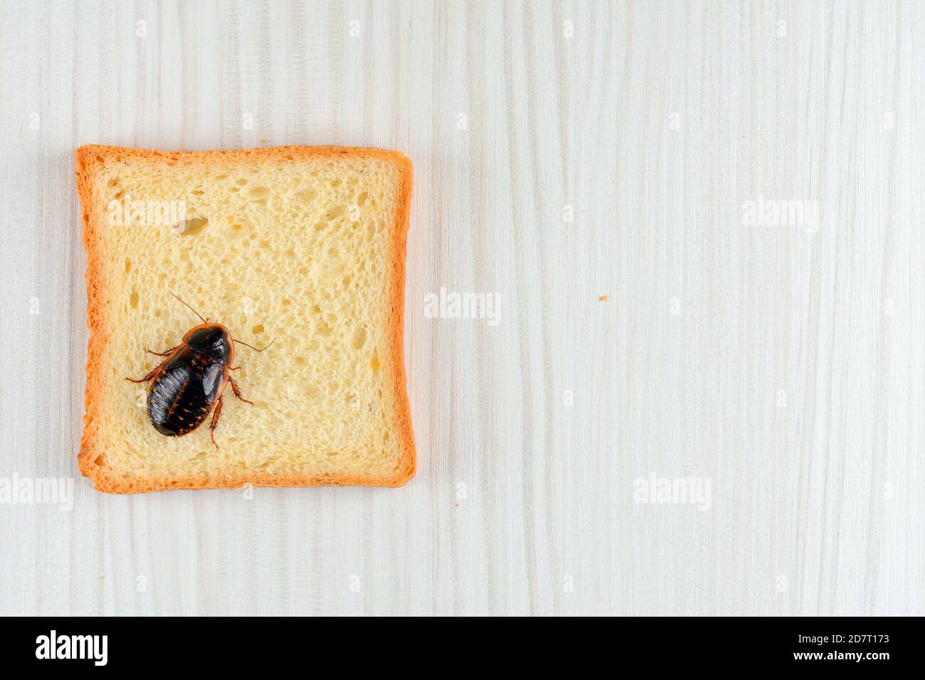 Cockroach on food in the kitchen Stock Photo - Alamy