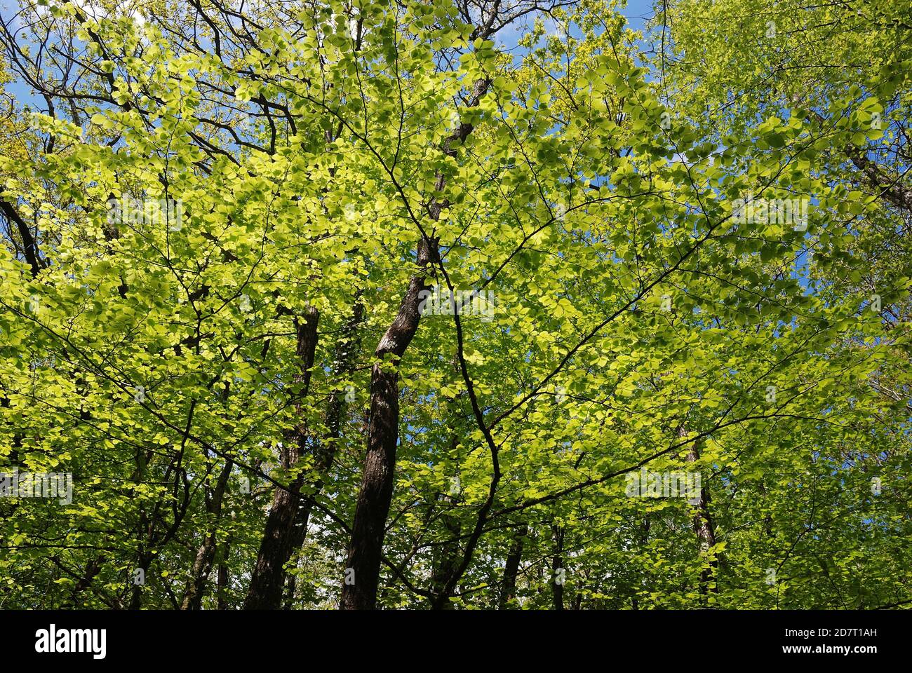 beeches in the forest in Brittany Stock Photo - Alamy