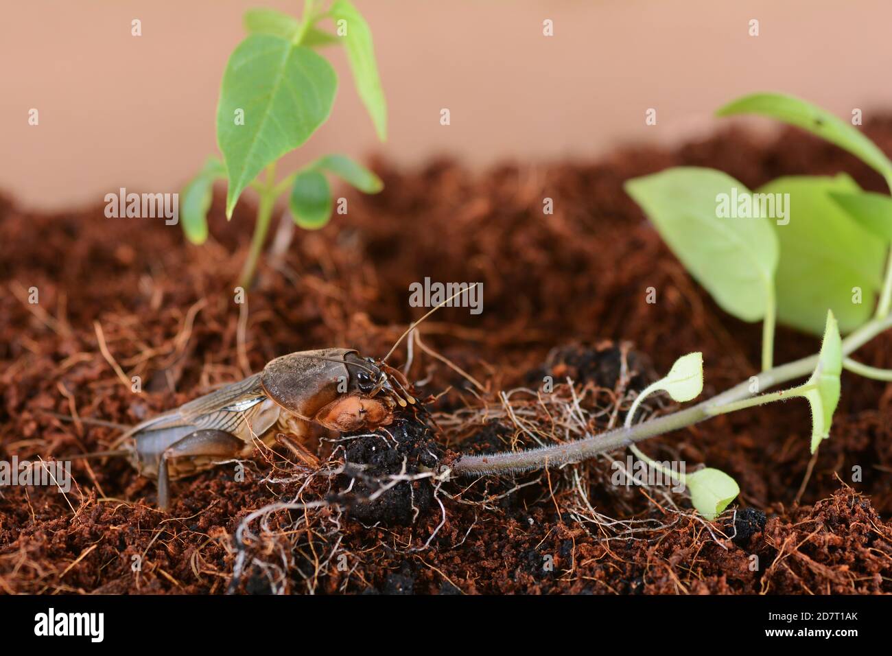 Mole crickets in the garden. The concept of pest control in agriculture ...