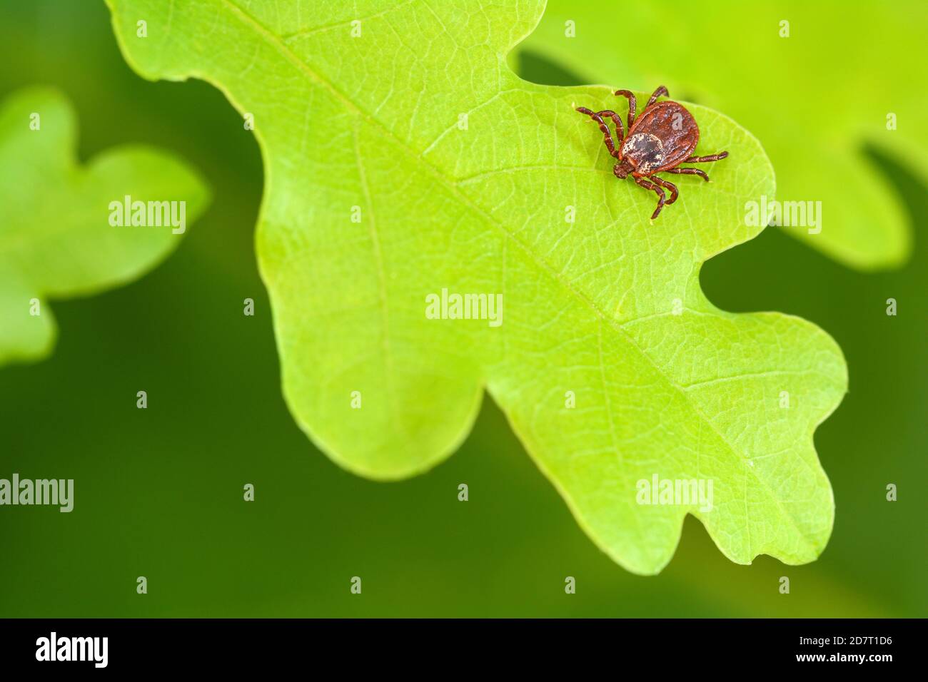 Parasite mite sitting on a green oak leaf. Danger of tick bite Stock ...