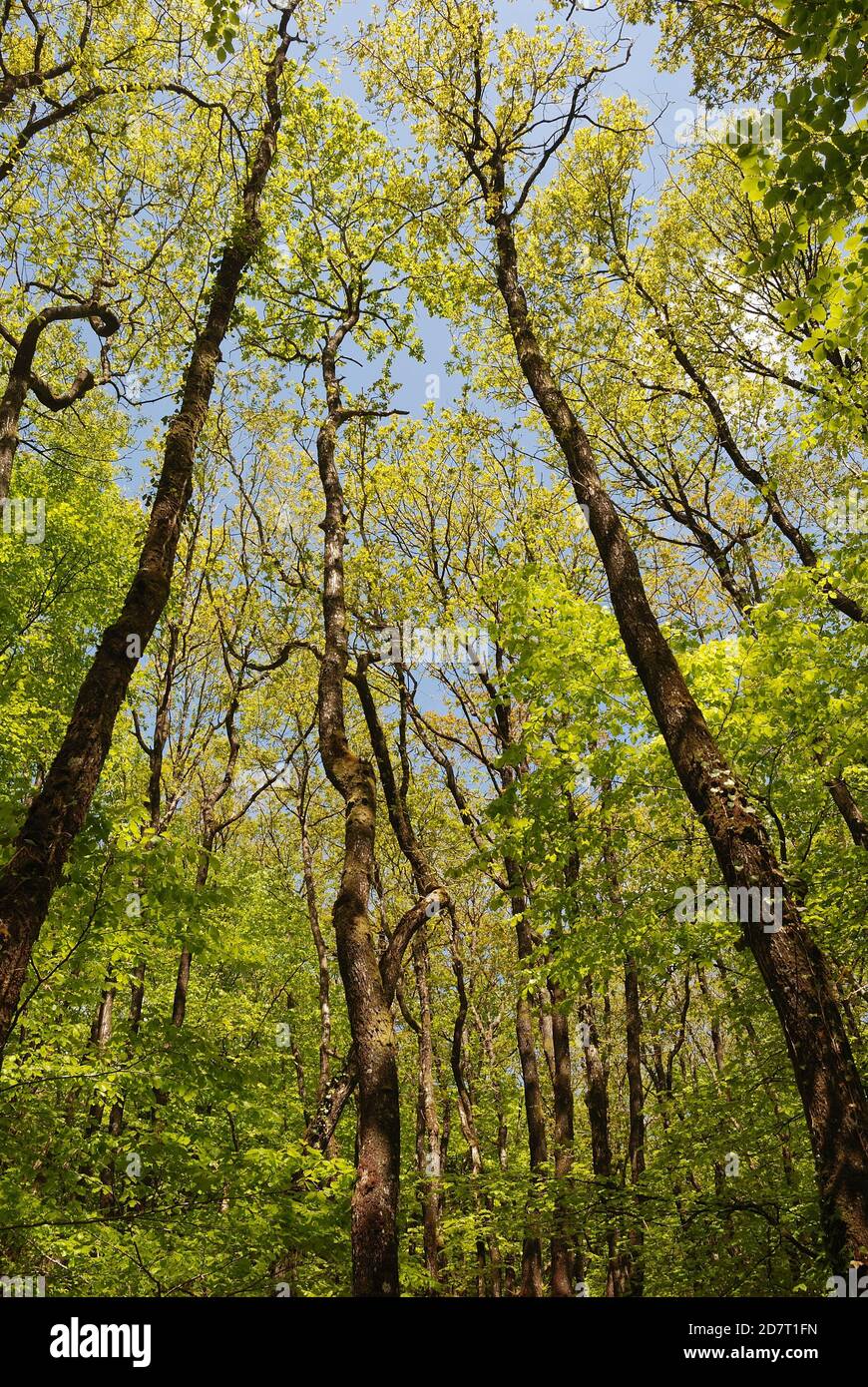 beeches in the forest in Brittany Stock Photo - Alamy