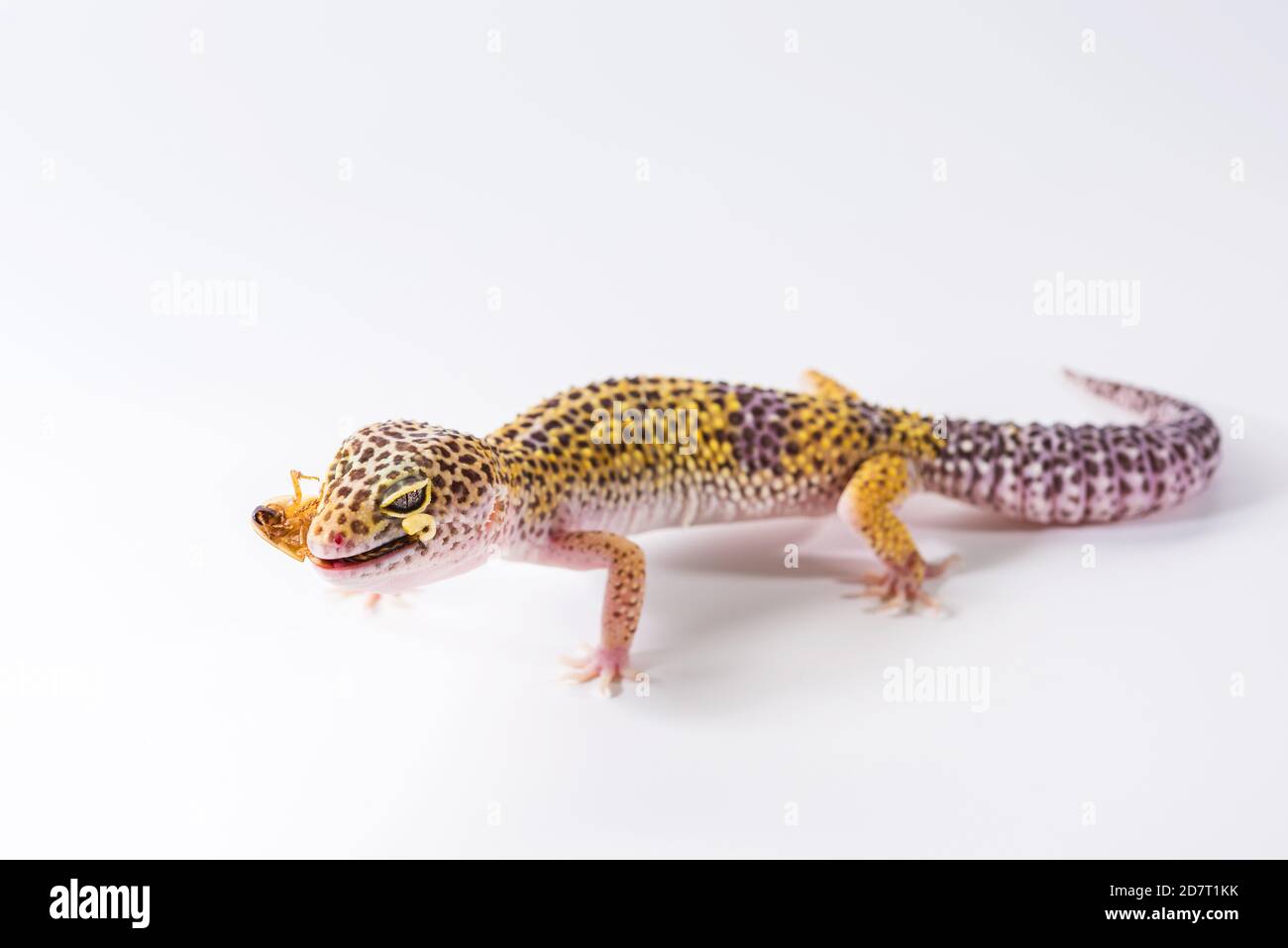 Cute leopard gecko (Eublepharis Macularius) eats cockroach on a white ...