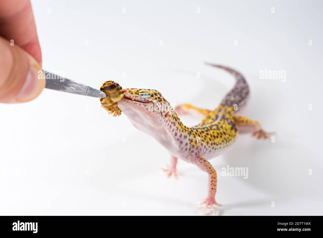 Leopard Gecko Eating Mouse