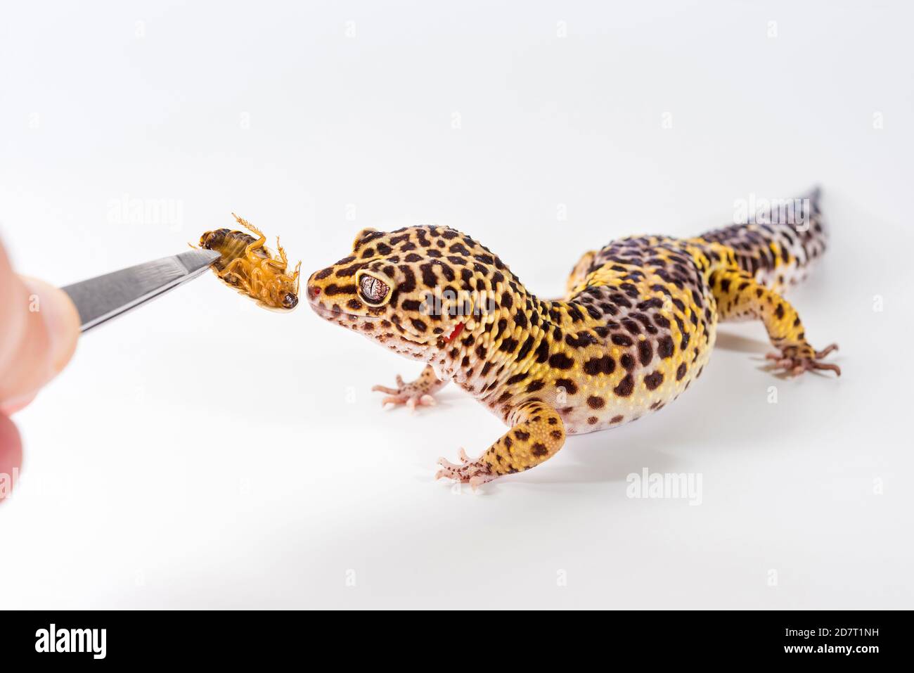 Cute leopard gecko (Eublepharis Macularius) eats cockroach on a white ...