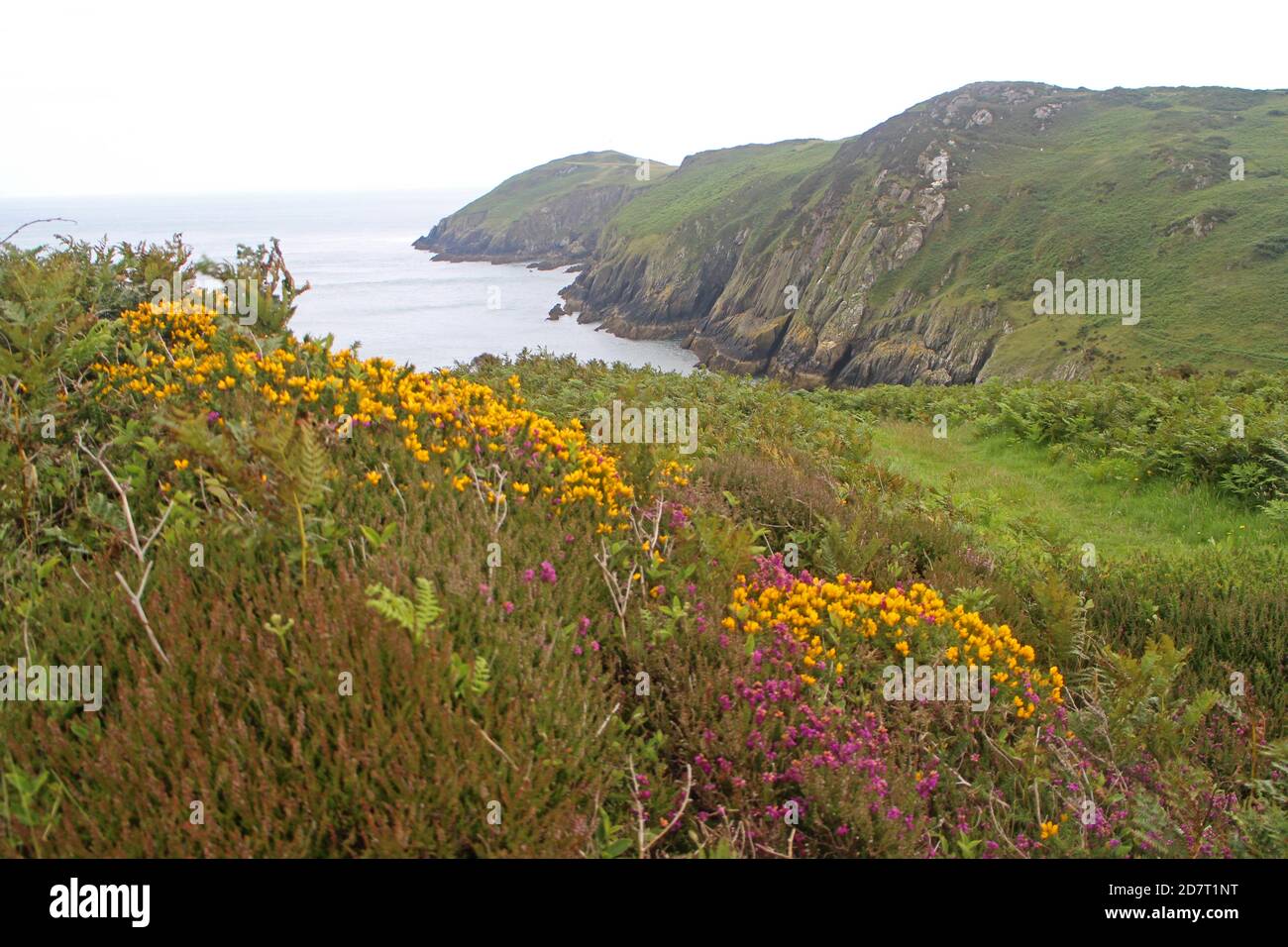 Anglesey coastal path scenery around Porth Wen and Hells mouth Stock ...