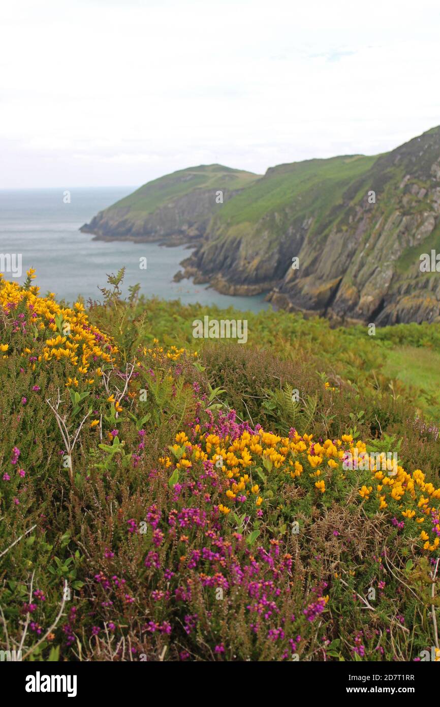Anglesey coastal path scenery around Porth Wen and Hells mouth Stock ...