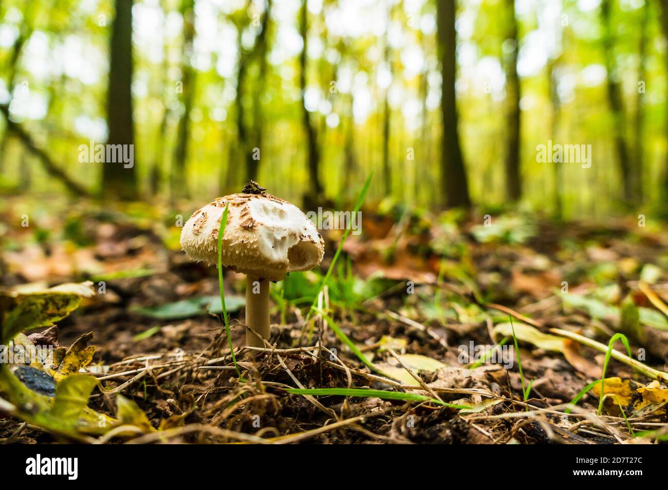 Closeup of a single Macrolepiota mushroom in a forest Stock Photo - Alamy
